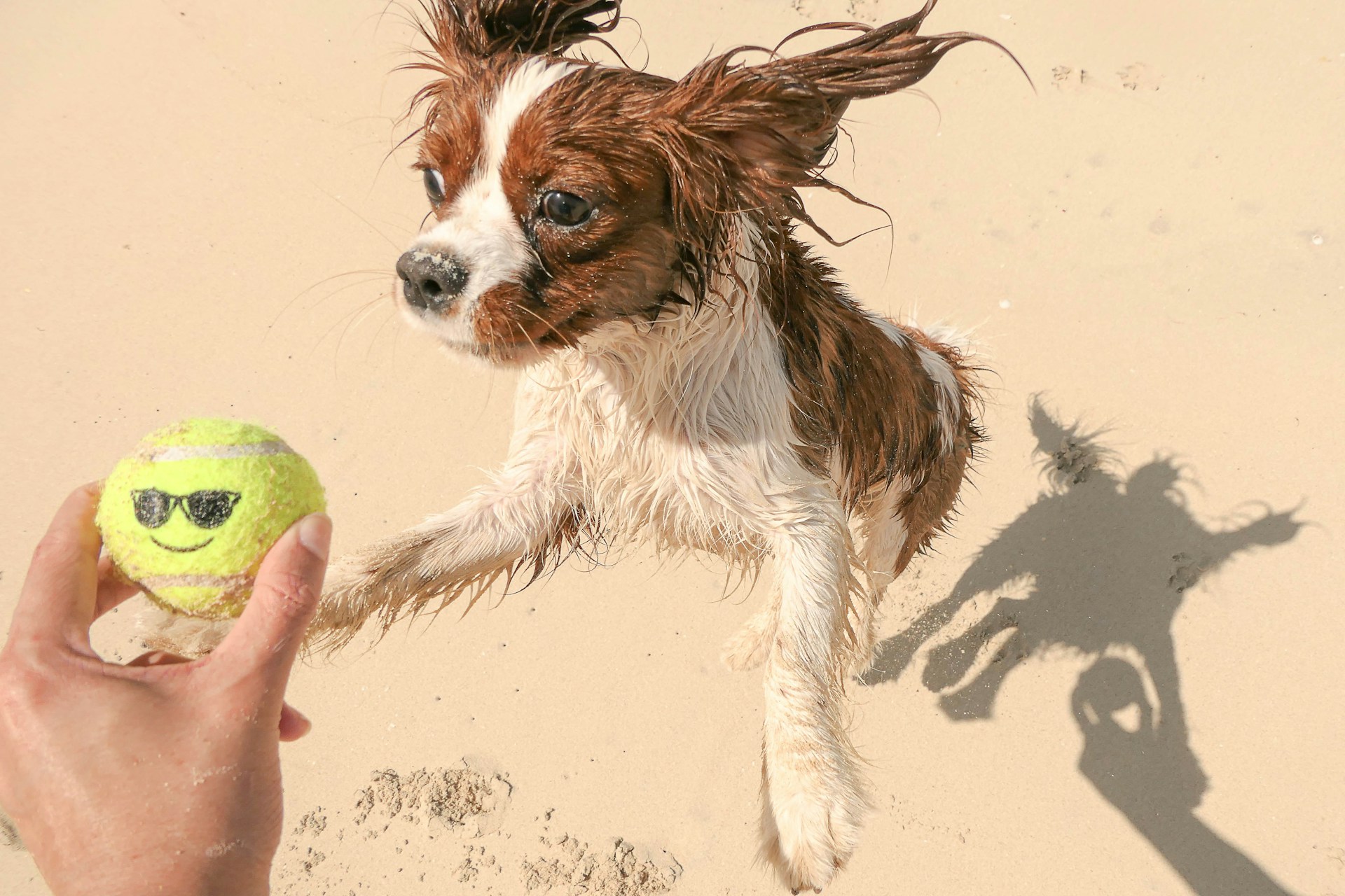 Dogs in Dubai: A Guide to Owning a Pet in the City - Dubai Delights